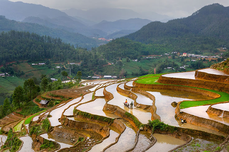 Vallée de Muong Hoa : Guide complet de cette vallée de Sapa de A à Z
